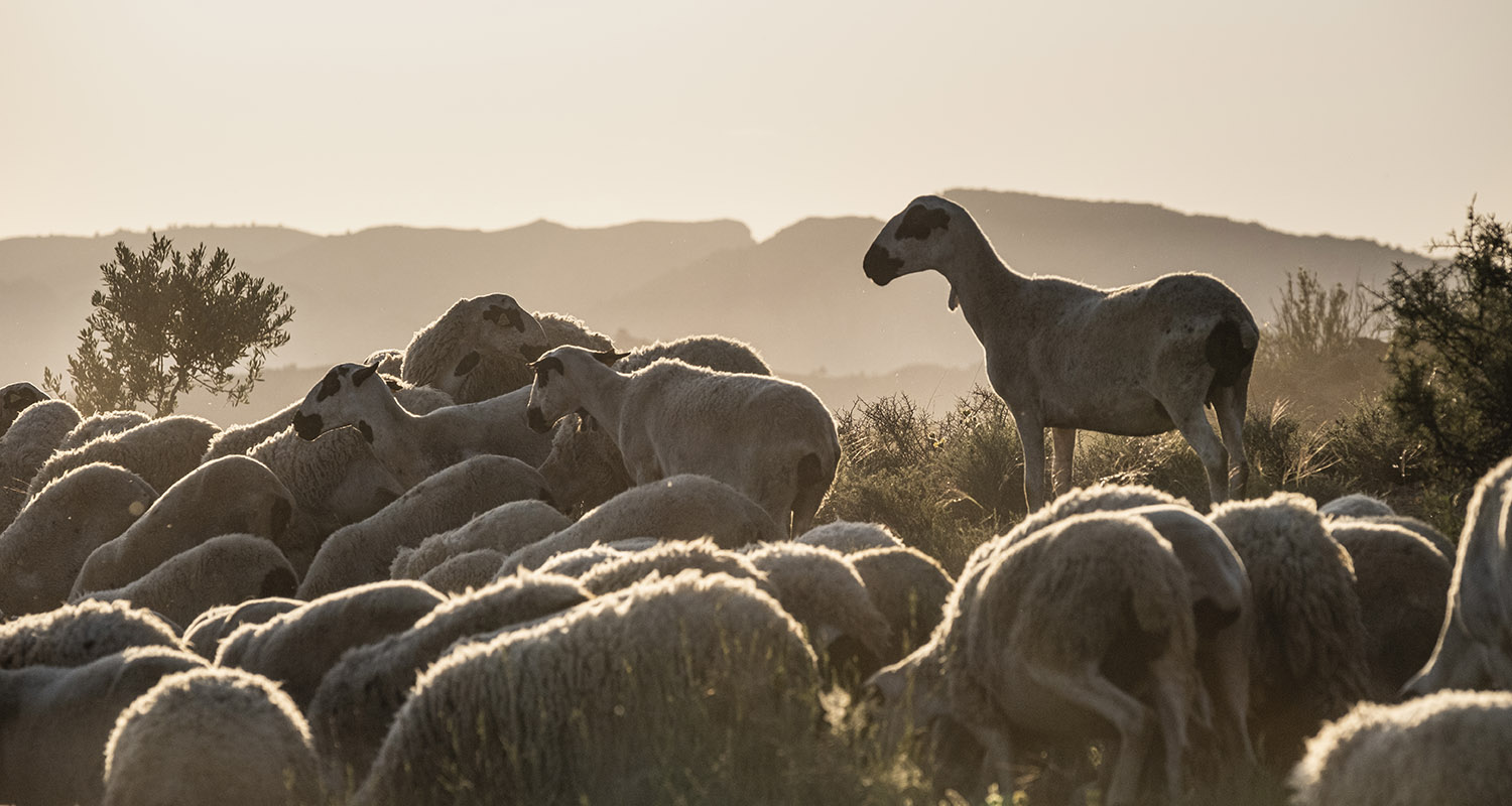 El pastoreo tradicional como forma de vida en la provincia de Teruel